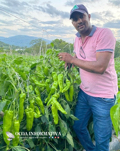 El Pinar: "actualmente mayor productor Ají Cubanela del País", 160 mil ...
